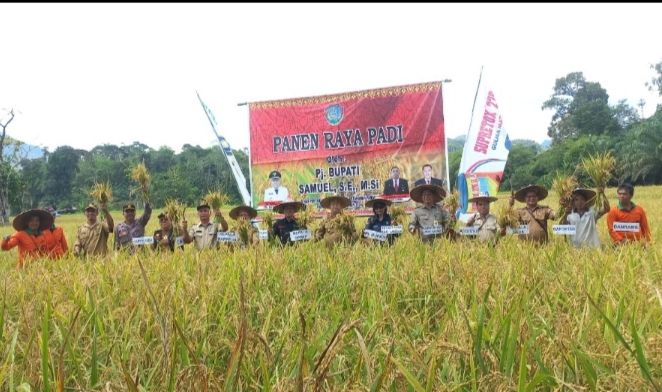 Penjabat Bupati Landak Melakukan Panen Raya Padi Desa Angan Tembawang ...