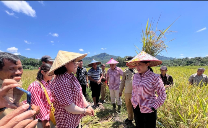 Periode November 2025 LTT Padi Kabupaten Landak Tertinggi di Kalbar ...