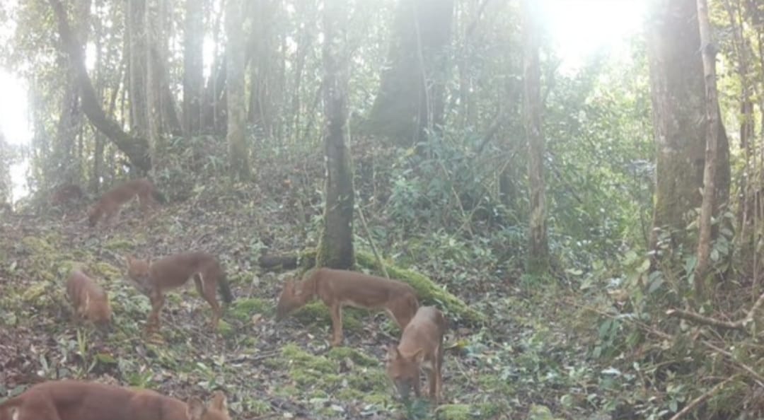 Ajag, anjing hutan Indonesia, kini masuk daftar satwa hampir punah ...